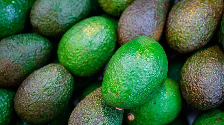 En 2030 la producción de palta ascenderá a 12 millones de toneladas ...