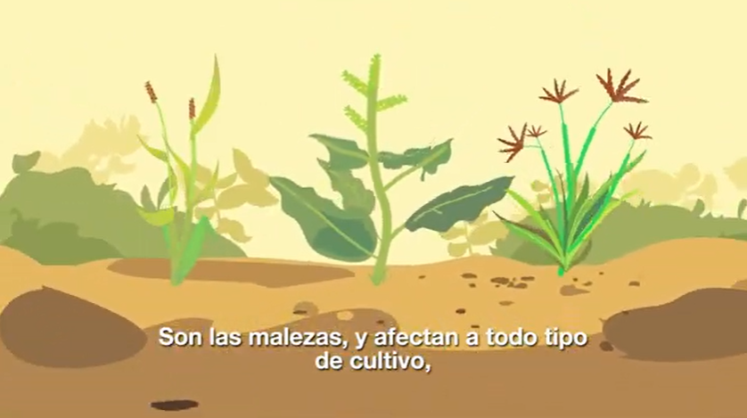 ¿Malezas en el campo? Te enseñamos a identificarlas » TQC Tecnología ...